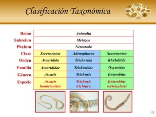 Módulo II, Tema 3: Ascaris, Trichuris, Enterobius y Larva Migrans ...