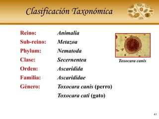 Módulo II, Tema 3: Ascaris, Trichuris, Enterobius y Larva Migrans ...