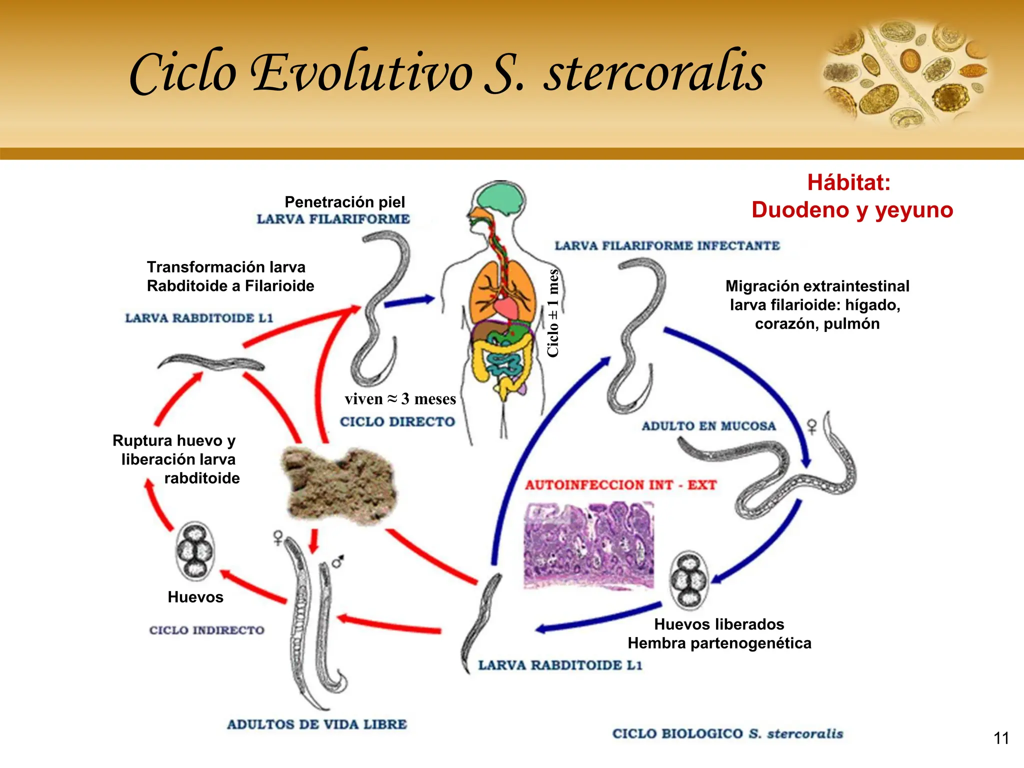 Módulo II, Tema 4: Ancylostoma, Strongyloides y Larva Migrans Cutánea | PDF