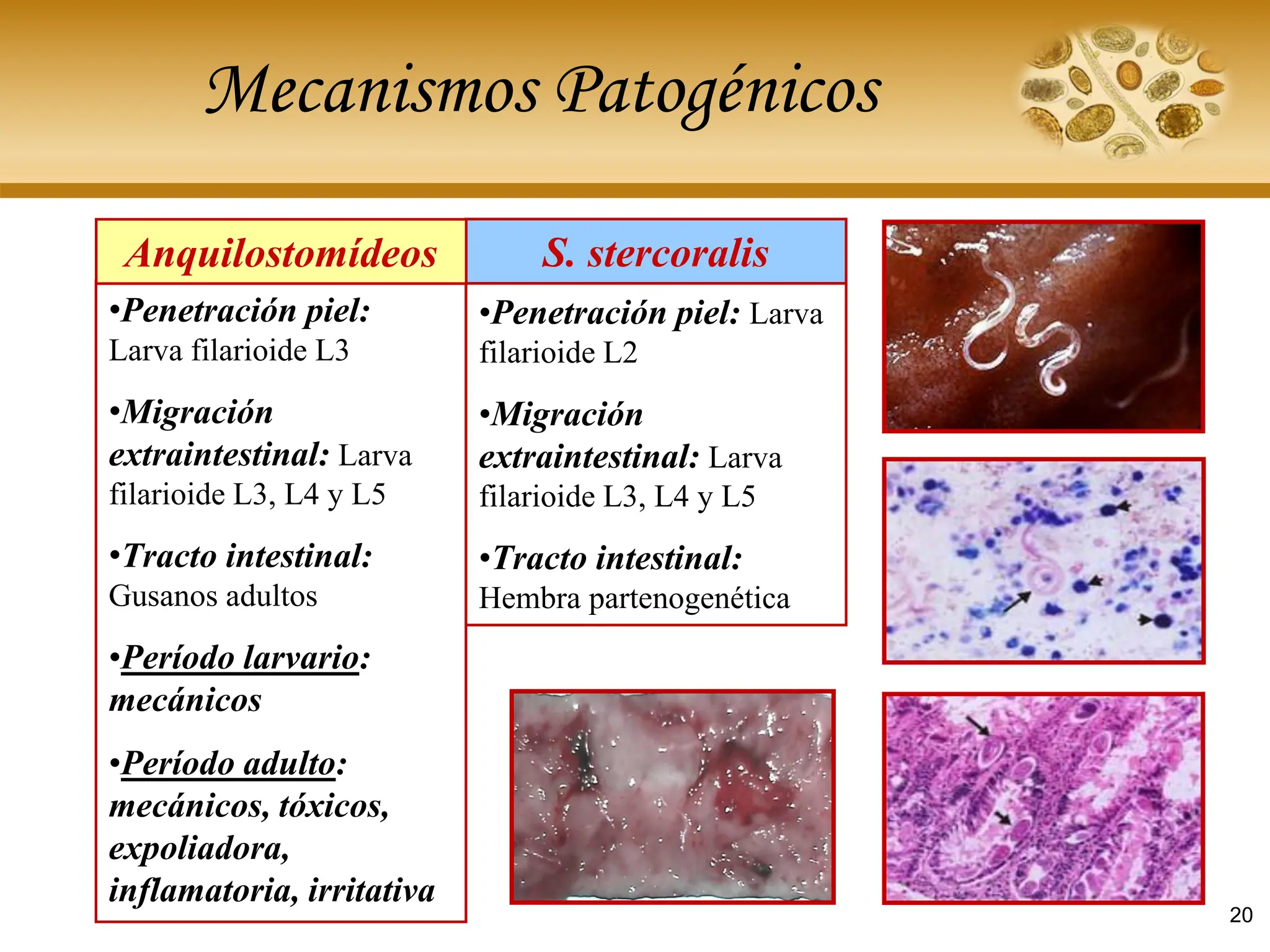 Módulo II, Tema 4: Ancylostoma, Strongyloides y Larva Migrans Cutánea | PDF