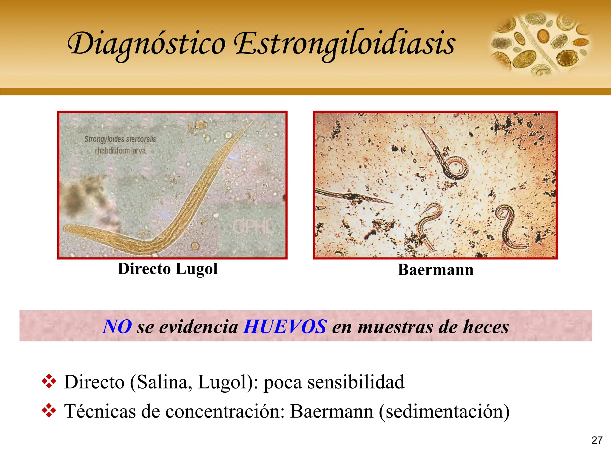 Módulo II, Tema 4: Ancylostoma, Strongyloides y Larva Migrans Cutánea | PDF