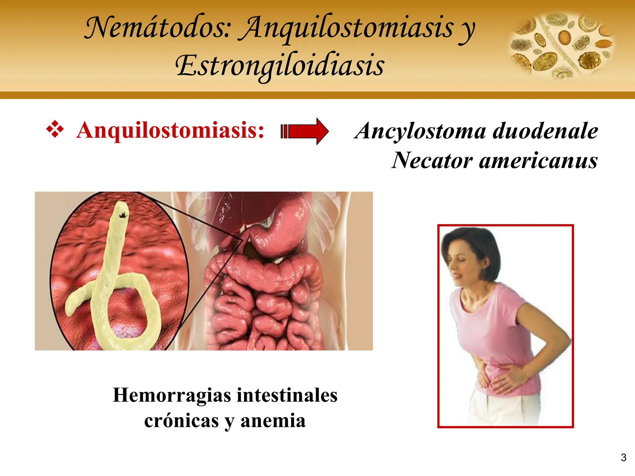 Módulo II, Tema 4: Ancylostoma, Strongyloides y Larva Migrans Cutánea | PDF