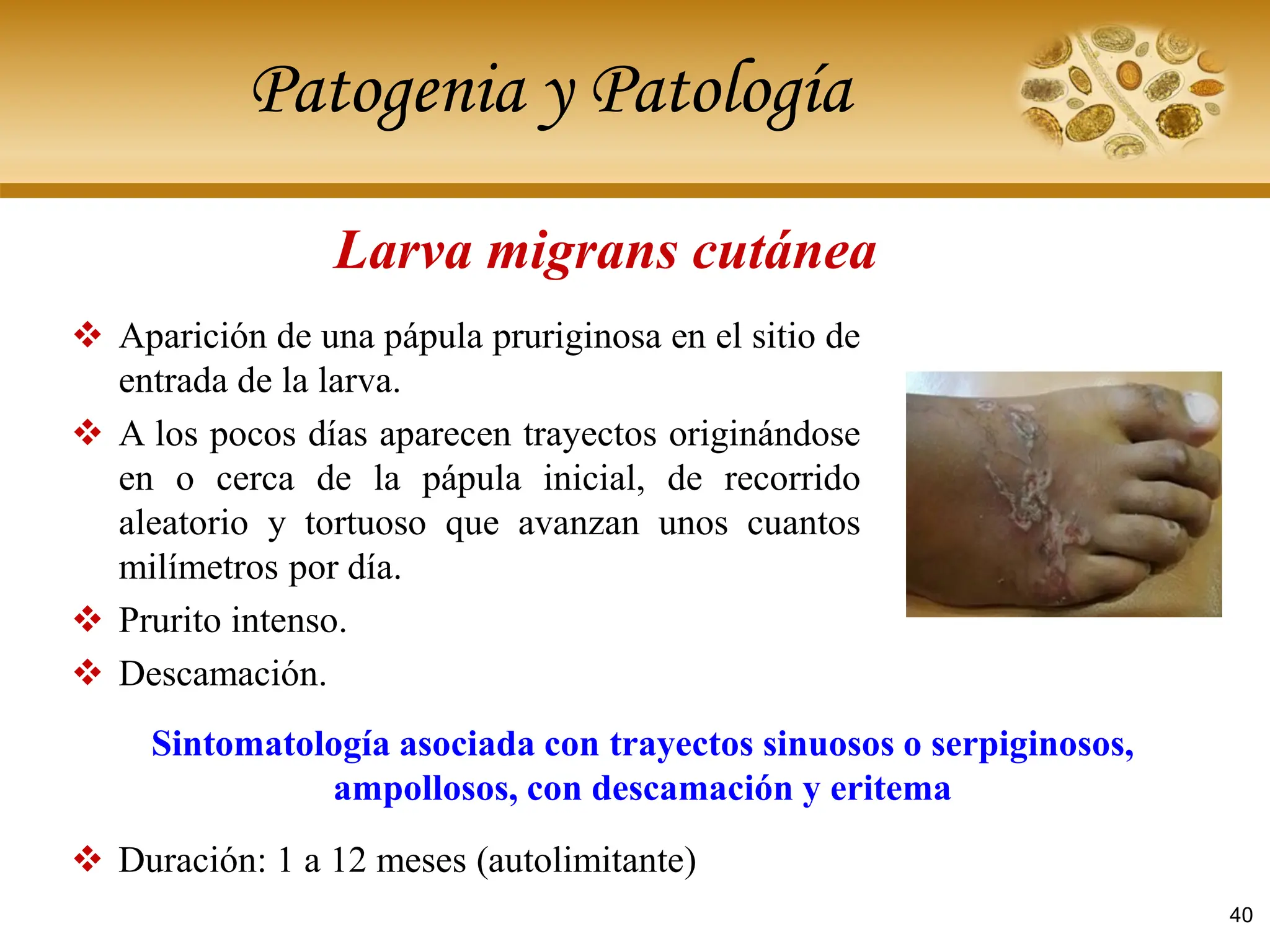 Módulo II, Tema 4: Ancylostoma, Strongyloides y Larva Migrans Cutánea | PDF