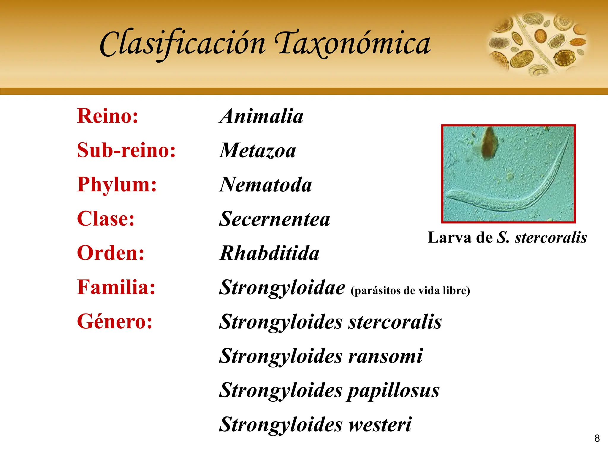 Módulo II, Tema 4: Ancylostoma, Strongyloides y Larva Migrans Cutánea | PDF