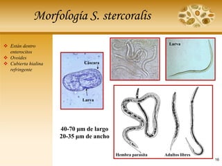 Módulo II, Tema 4: Ancylostoma, Strongyloides y Larva Migrans Cutánea | PDF