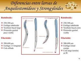 Módulo II, Tema 4: Ancylostoma, Strongyloides y Larva Migrans Cutánea | PDF