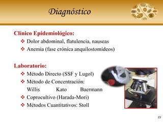 Módulo II, Tema 4: Ancylostoma, Strongyloides y Larva Migrans Cutánea | PDF
