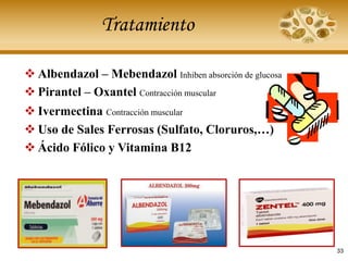 Módulo II, Tema 4: Ancylostoma, Strongyloides y Larva Migrans Cutánea | PDF