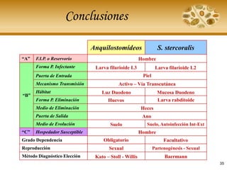 Módulo II, Tema 4: Ancylostoma, Strongyloides y Larva Migrans Cutánea | PDF