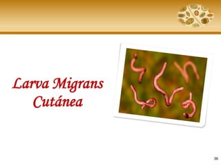 Módulo II, Tema 4: Ancylostoma, Strongyloides y Larva Migrans Cutánea | PDF