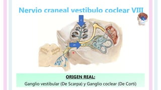CLASE DE NEUROANATOMIA SOBRE PARES CRANEALES.pptx