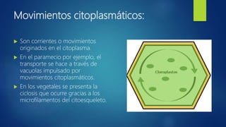 CIRCULACIÓN EN UNICELULARES, HONGOS Y PLANTAS | PPTX