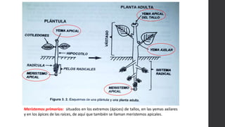 TEJIDOS VEGETALES | PPTX