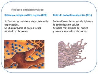 Organelos y organización celular | PDF
