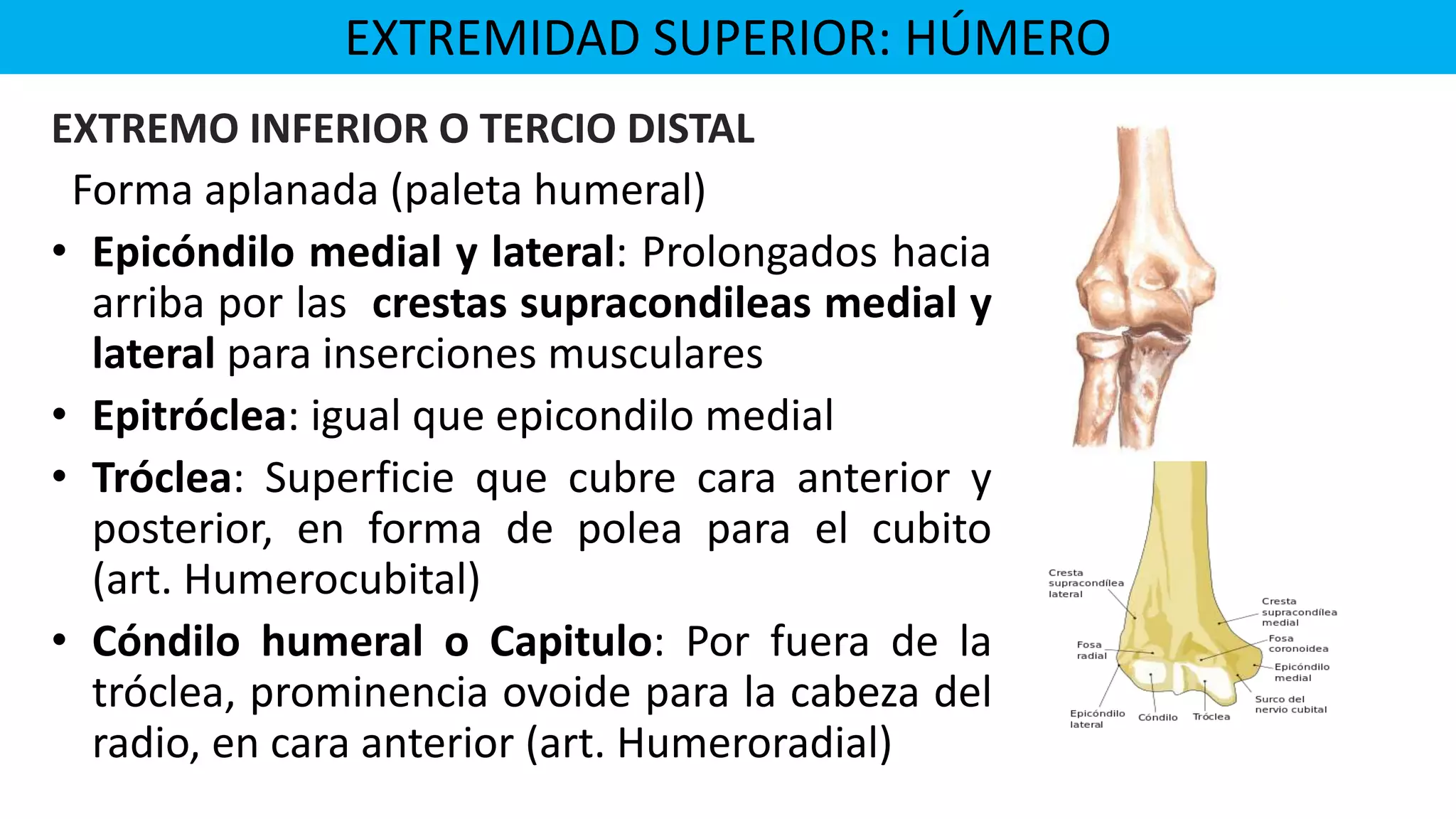 Estructura osea de la extremidad superior | PPTX