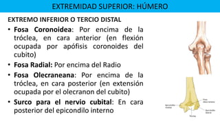 Estructura osea de la extremidad superior | PPTX