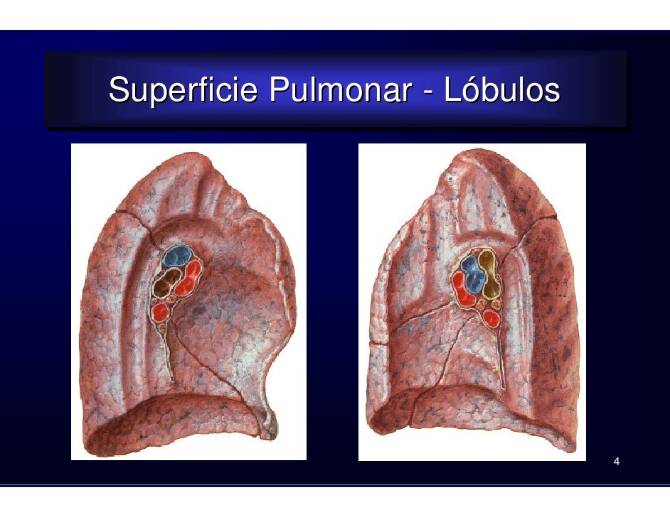 Clase pulmones2008