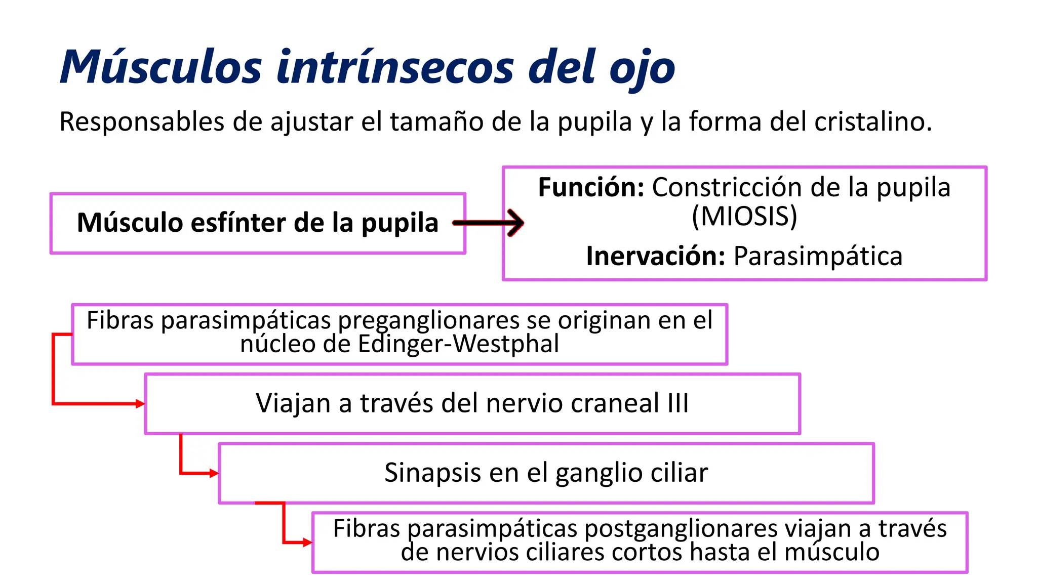 Clase reflejos y músculos intrinsecos.pptx