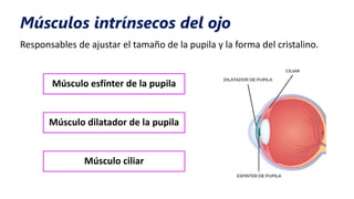 Clase reflejos y músculos intrinsecos.pptx