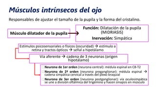 Clase reflejos y músculos intrinsecos.pptx