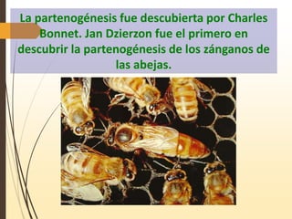 Clase reproducción asexual | PPT