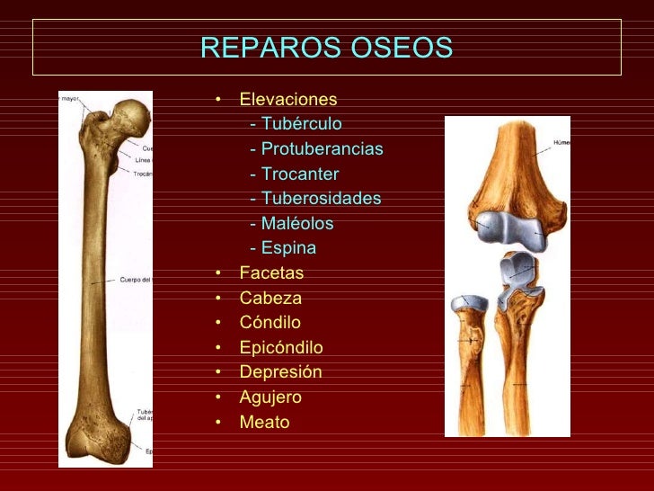 Clases 1 1ºGeneral Osteologia 1
