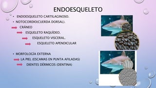 CLASES ENDOESQUELETO BILOGIA ANIMAL.pptx