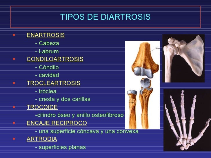 Clases 3 1ºAñO Artrol MiologíA