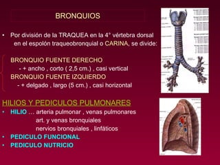 Clases 5 1ªAñO Respiratorio | PPT