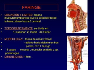 Clases 5 1ªAñO Respiratorio | PPT