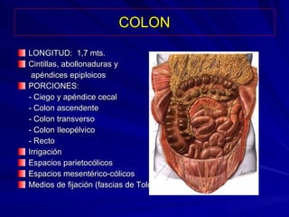 Clases 7 1ªAñO Digestivo | PPT