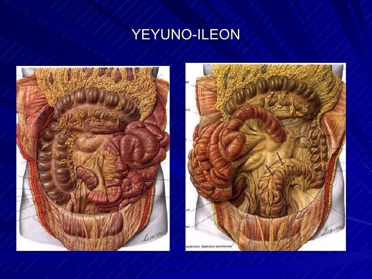 Clases 7 1ªAñO Digestivo