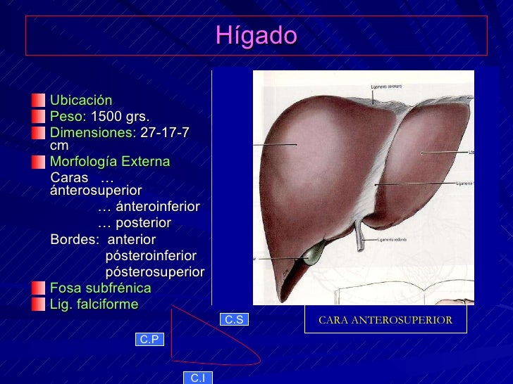 Clases 7 1ªaño Digestivo