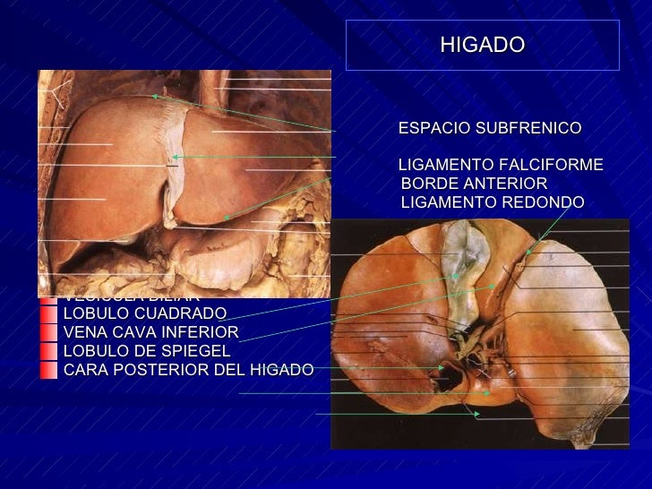 Clases 7 1ªAñO Digestivo