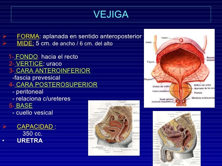 Clases 8 1ªAñO Retro Urinario