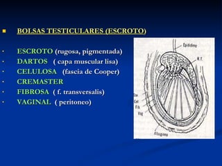 Clases 9 1ºAñO Genital Masculino | PPT