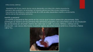 Fases que ocurren en la vaca durante un parto normal | PPTX
