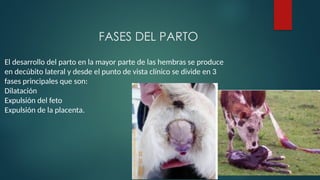 Fases que ocurren en la vaca durante un parto normal | PPTX