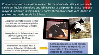 Fases que ocurren en la vaca durante un parto normal | PPTX