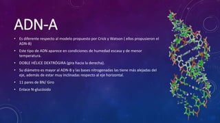 Clases de adn | PPTX