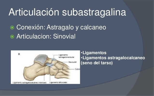 Clases de articulaciones y ligamentos
