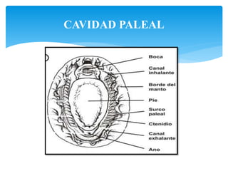 Clases de moluscos | PPTX