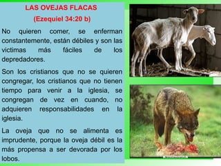 CLASES Y CARACTERISTICAS DE LAS OVEJAS DE UN CORRAL.pptx