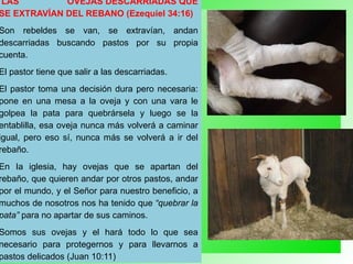 CLASES DE OVEJAS en el rebaño jim.pptx