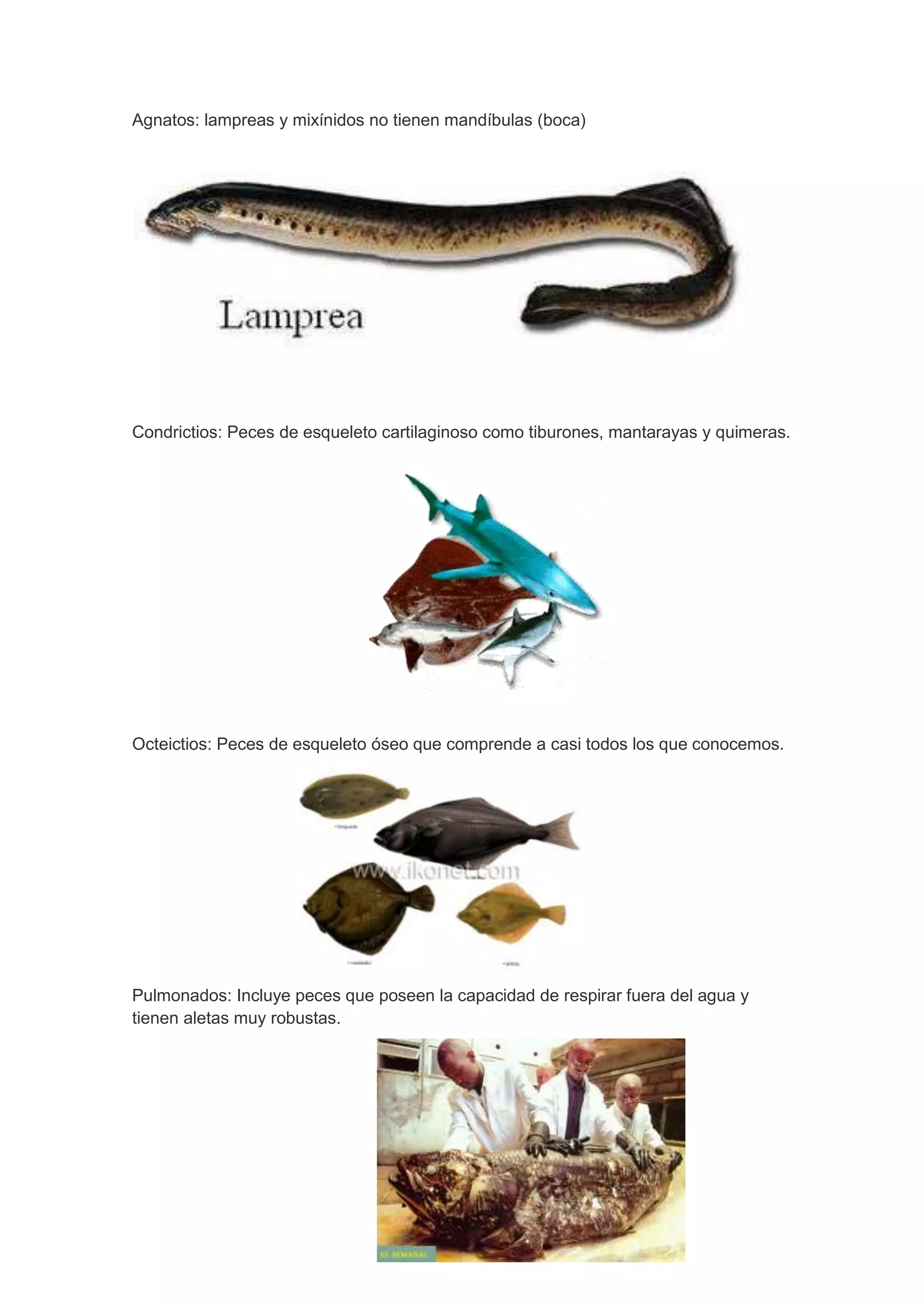 Clases de peces | DOCX