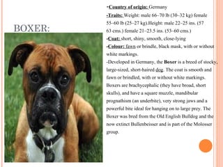 Classes of dogs: | PPT