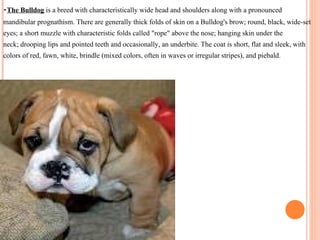 Classes of dogs: | PPT