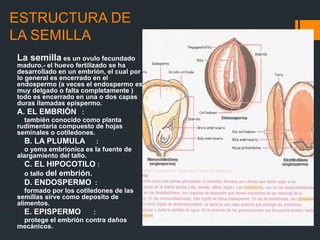 CLASES DE SEMILLAS FORESTALES II (1).pptx