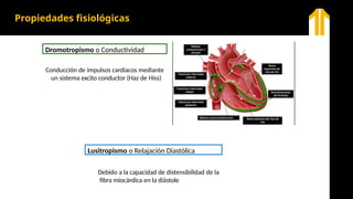 Clase semana 2 - El corazón, funciones y partes | PPT