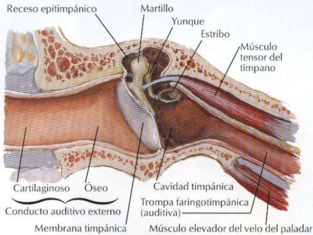 Clase sentido del oído